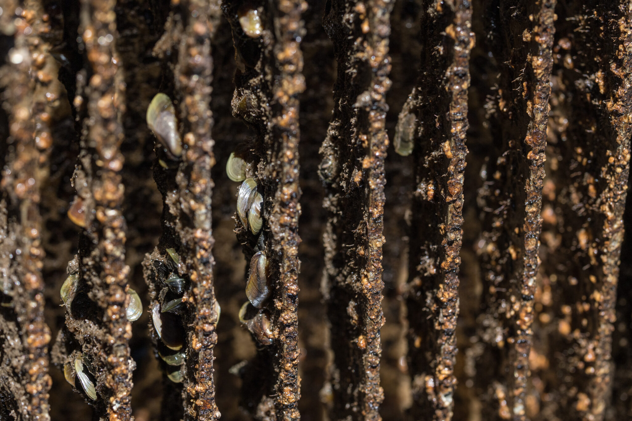 Golden Mussels: A Looming Crisis for California’s Farms and Water ...