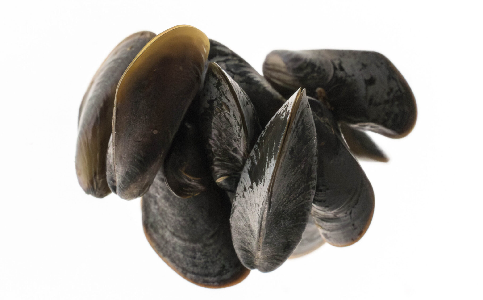 Golden Mussels: A Looming Crisis for California’s Farms and Water ...