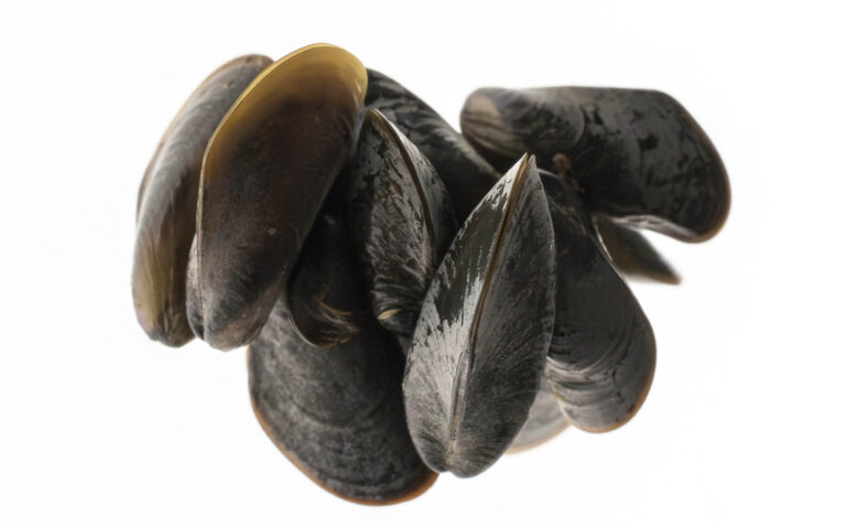 Golden Mussels: A Looming Crisis for California’s Farms and Water ...